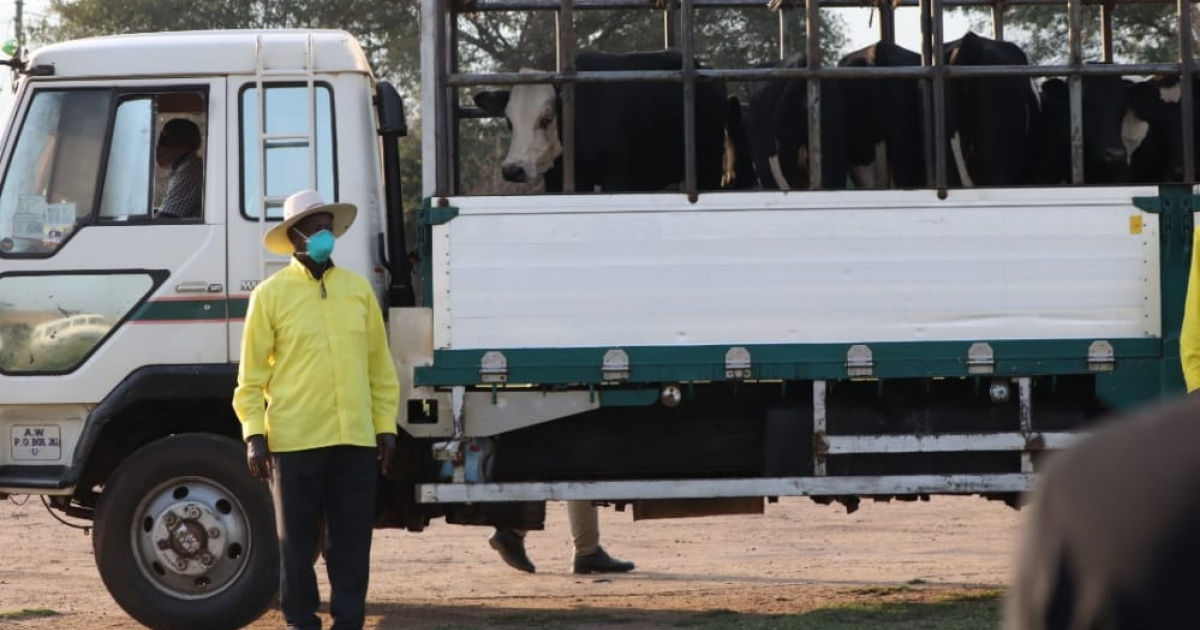 Kasese NRM leaders gift Museveni with truck-full of cows for ending war ...